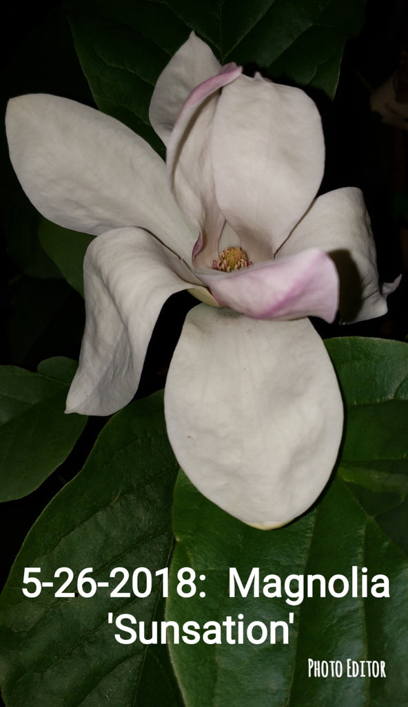 Magnolia 'Sunsation' – Bleuwood Nursery