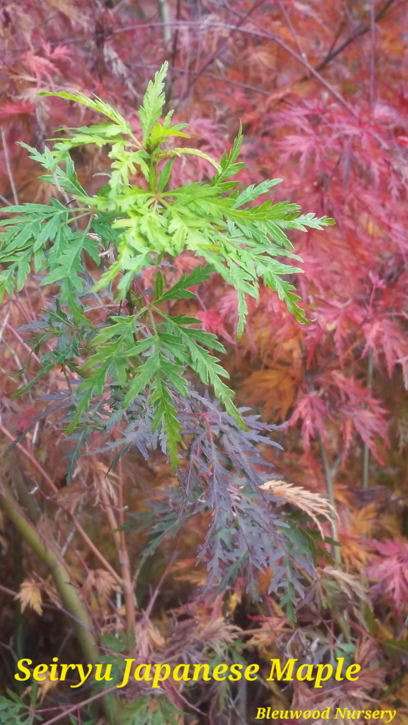 Acer Palmatum 'Seiryu' Japanese Maples – Bleuwood Nursery