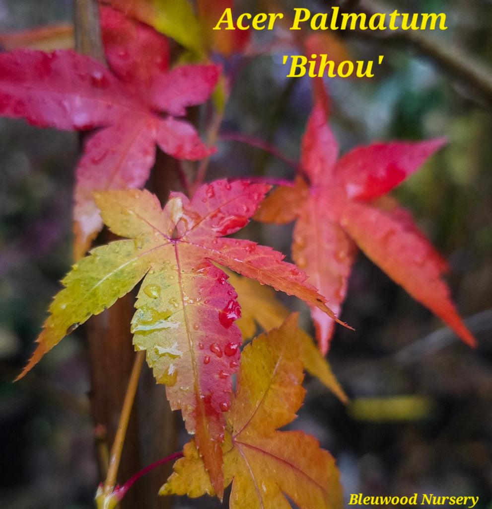 Acer Palmatum 'Bihou' Japanese Maple – Bleuwood Nursery