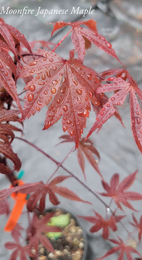 'Moonfire' Japanese Maple – Bleuwood Nursery