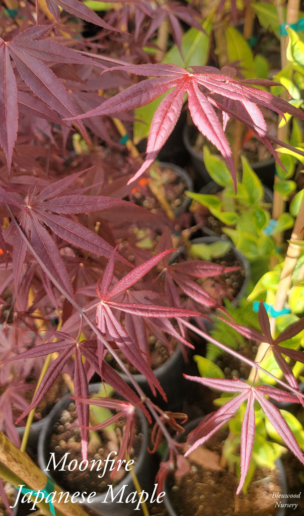 'Moonfire' Japanese Maple – Bleuwood Nursery