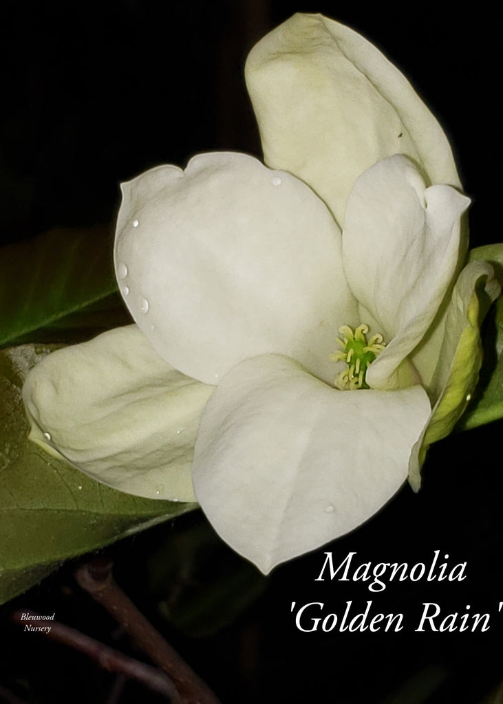 Magnolia 'Golden Rain' – Bleuwood Nursery