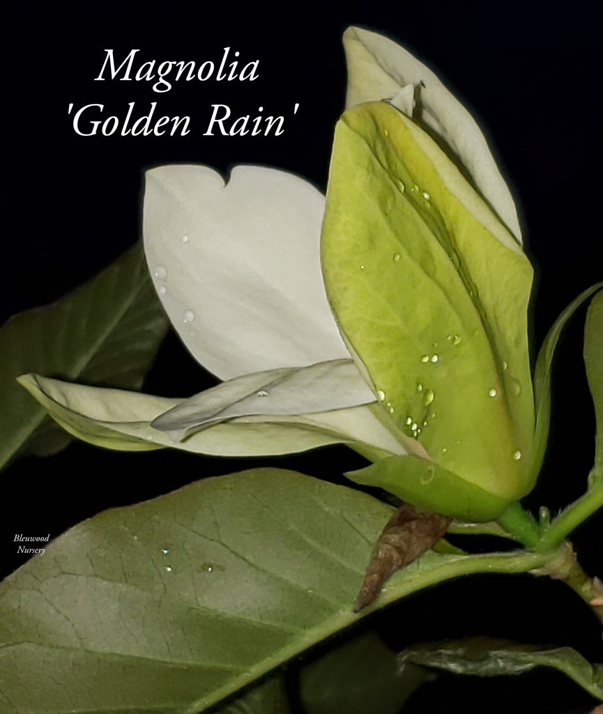 Magnolia 'Golden Rain' – Bleuwood Nursery