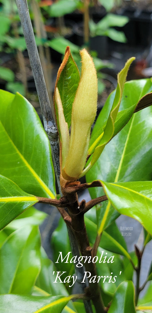 Magnolia 'Kay Parris' – Bleuwood Nursery