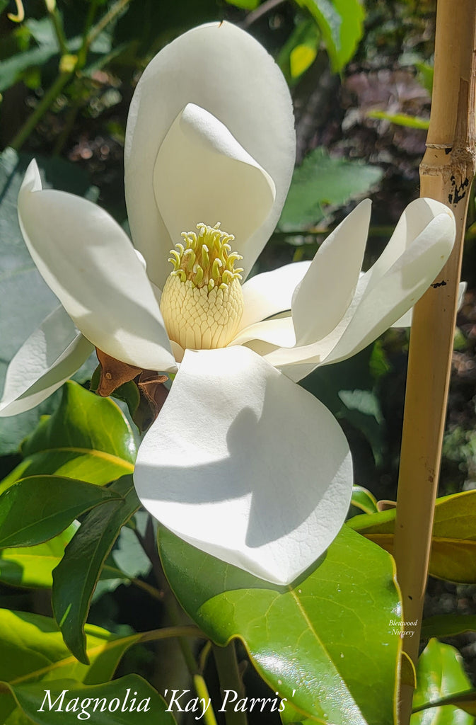 Magnolia 'Kay Parris' – Bleuwood Nursery