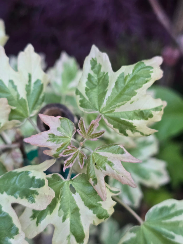 Acer campestre 'Carnival' Japanese Maples – Bleuwood Nursery