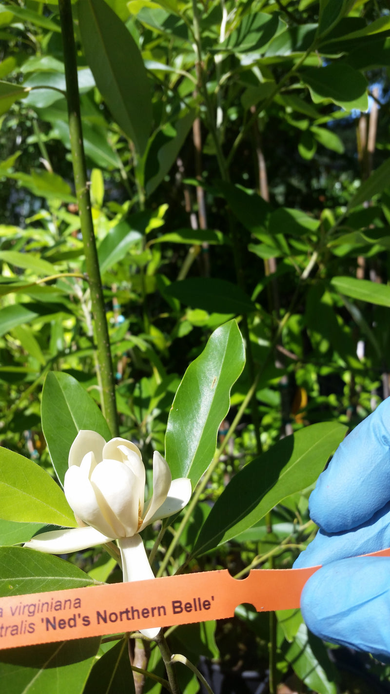 Magnolia 'Ned's Northern-Belle' – Bleuwood Nursery