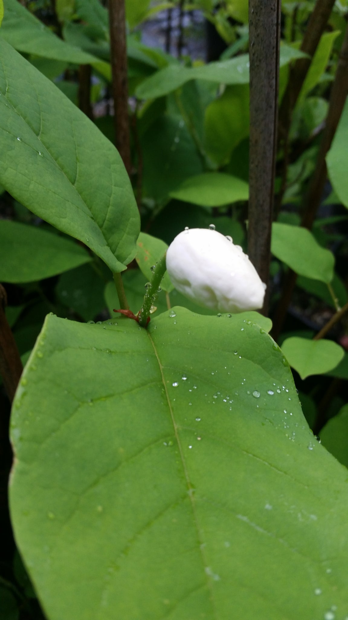 Magnolia Sieboldii 'Colossus' – Bleuwood Nursery