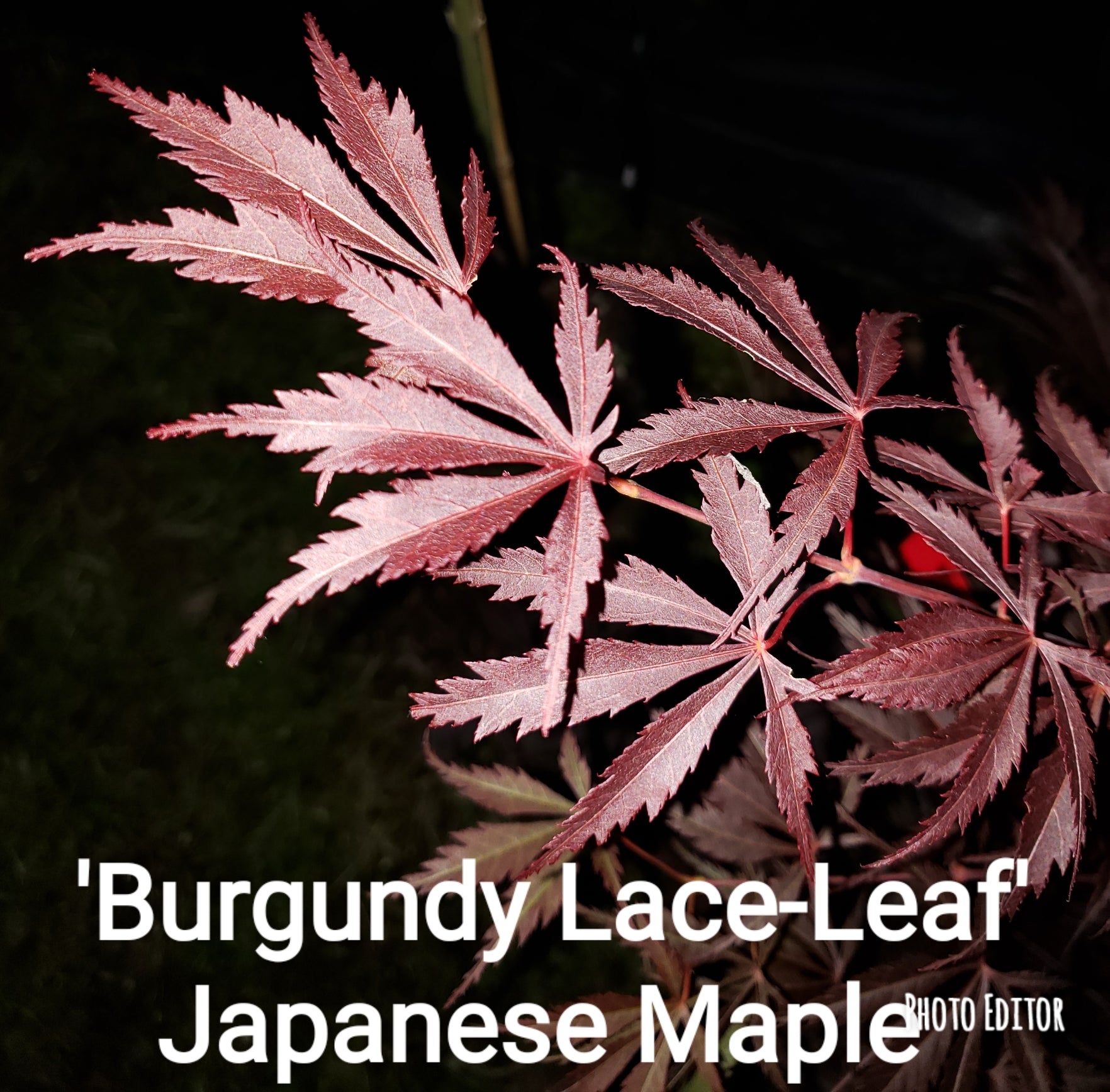 ‘Burgundy Lace Leaf’-RED Japanese Maples – Bleuwood Nursery