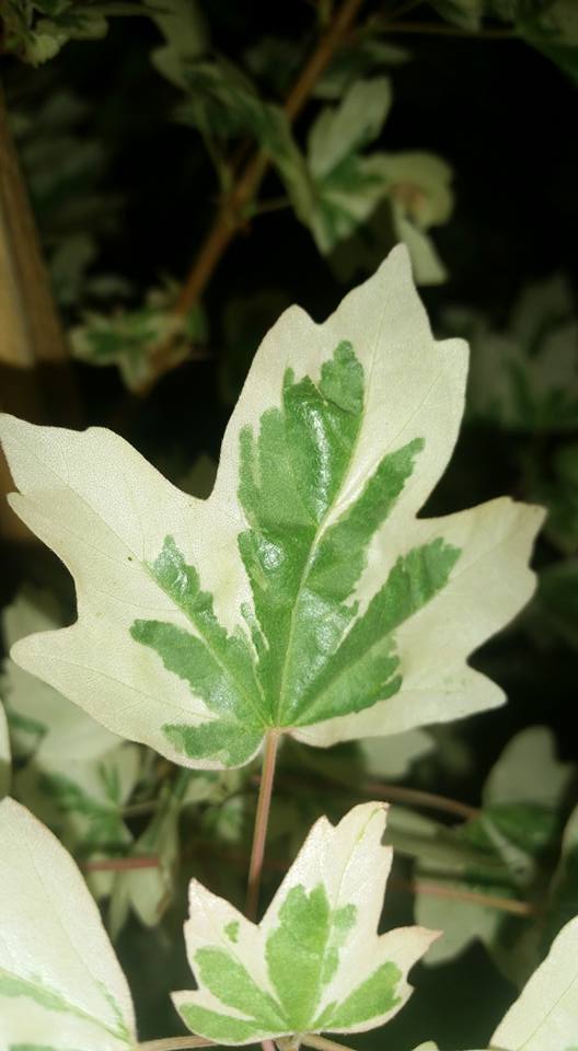 Acer campestre 'Carnival' Japanese Maples – Bleuwood Nursery