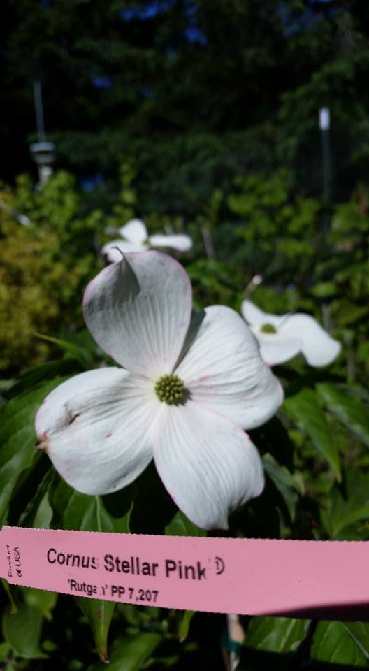 Cornus 'Stellar Pink' Dogwood – Bleuwood Nursery