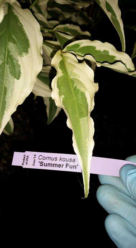 Cornus 'Summer Fun' Dogwood – Bleuwood Nursery