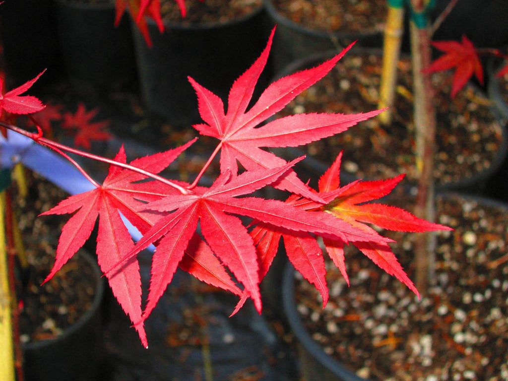 Acer Palmatum 'Dragon Tears' Japanese Maples – Bleuwood Nursery