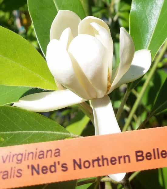 Magnolia 'Ned's Northern-Belle' – Bleuwood Nursery