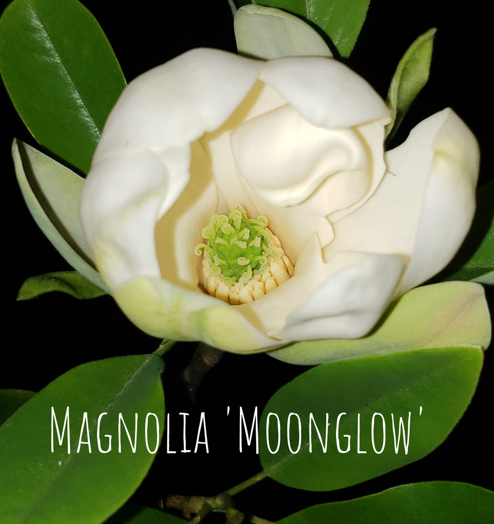 Magnolia 'Moonglow' – Bleuwood Nursery