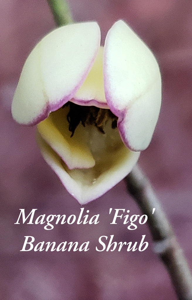 Magnolia Figo 'Port of Wine' Banana Shrub – Bleuwood Nursery