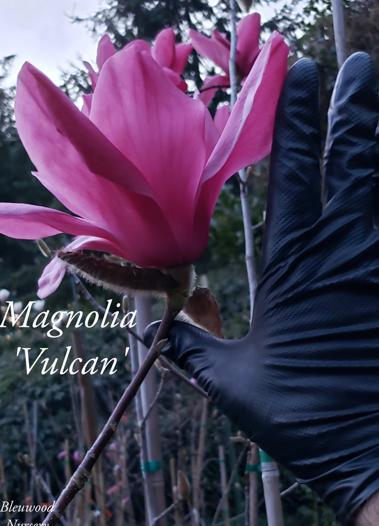 Magnolia 'Vulcan' – Bleuwood Nursery