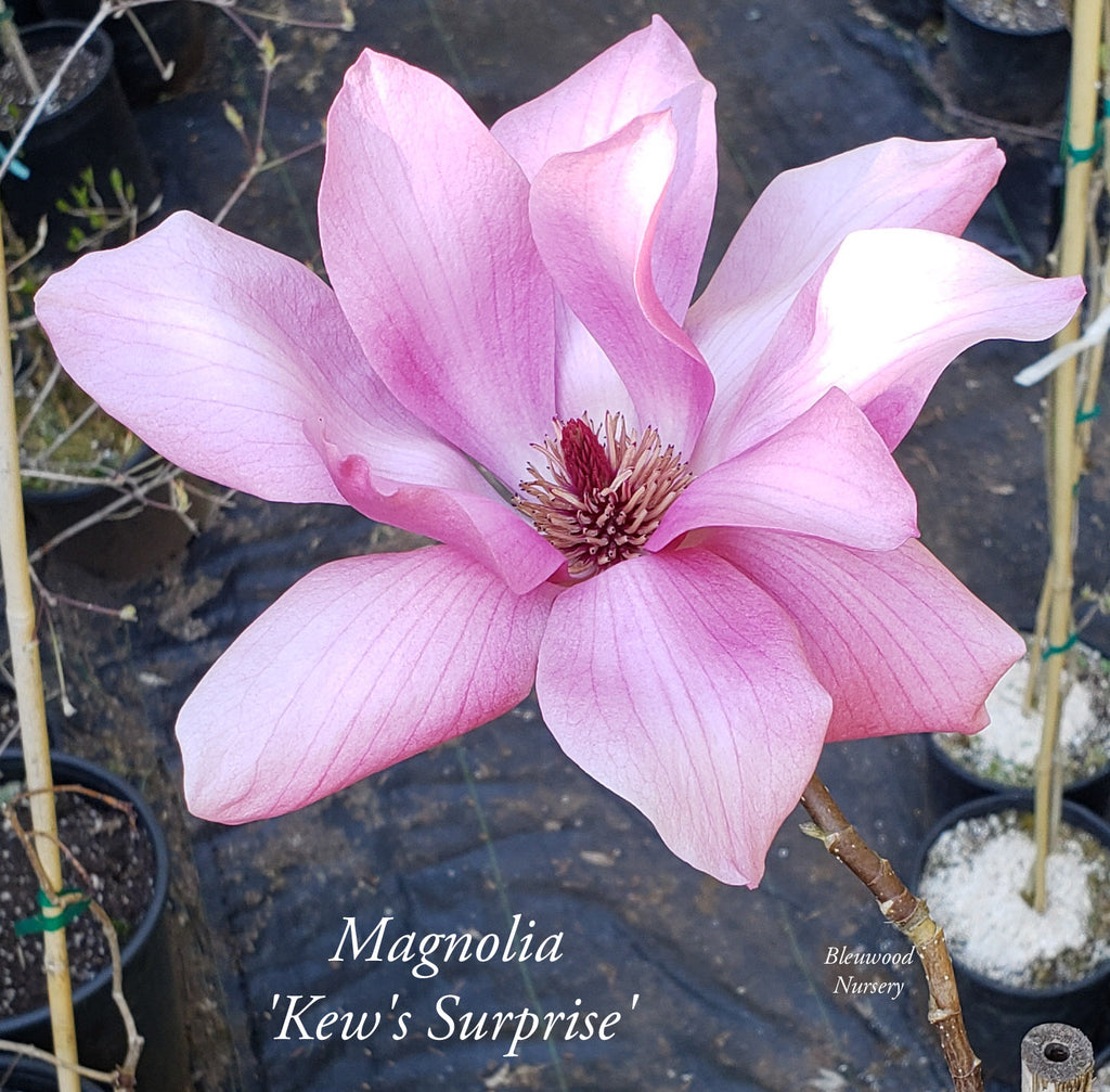 Magnolia 'Kew's Surprise' – Bleuwood Nursery