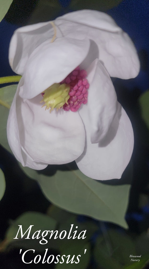 Magnolia Sieboldii 'Colossus' – Bleuwood Nursery