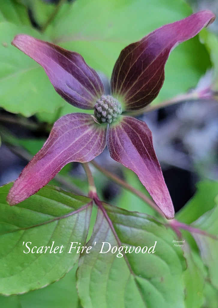 Cornus kousa ‘Rutpink’ Scarlet Fire Dogwood – Bleuwood Nursery