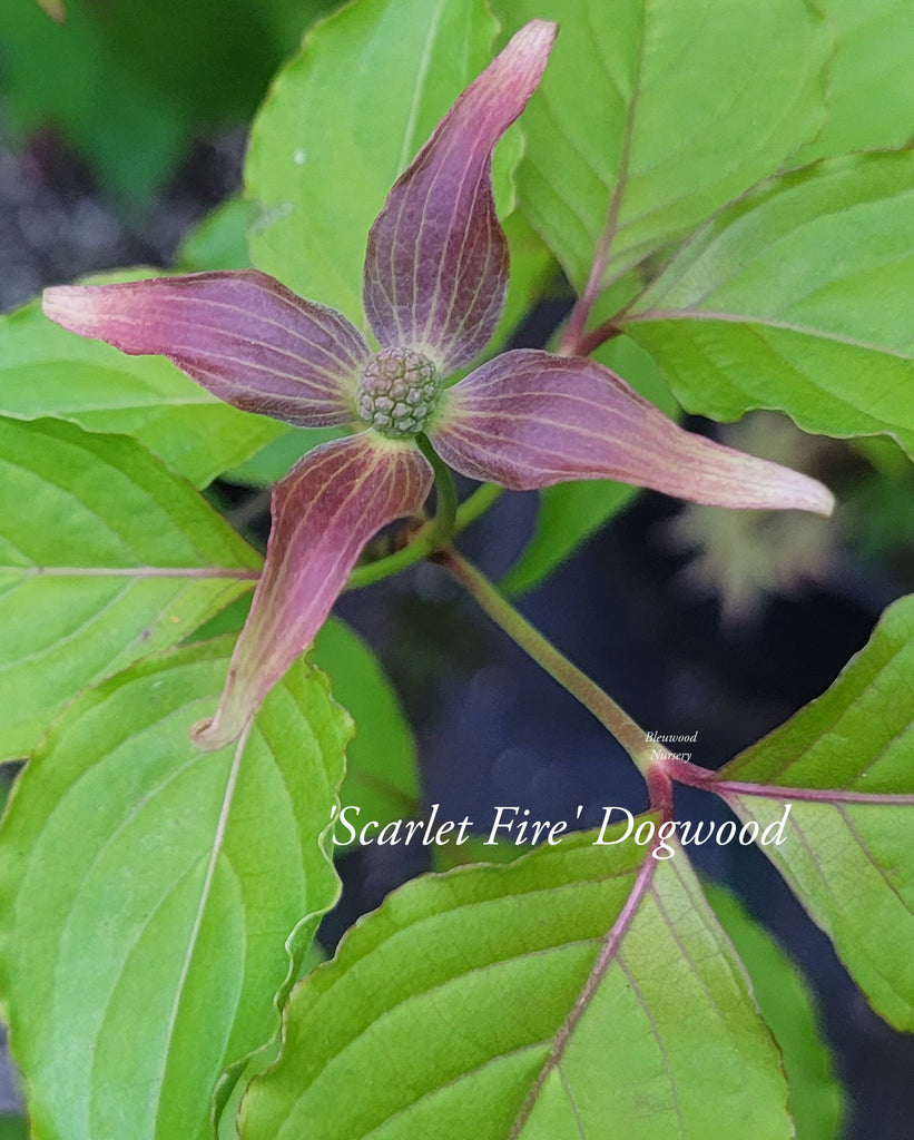 Cornus kousa ‘Rutpink’ Scarlet Fire Dogwood – Bleuwood Nursery