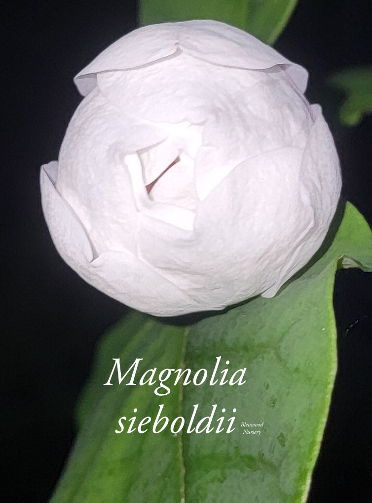 Magnolia Sieboldii 'Colossus' – Bleuwood Nursery