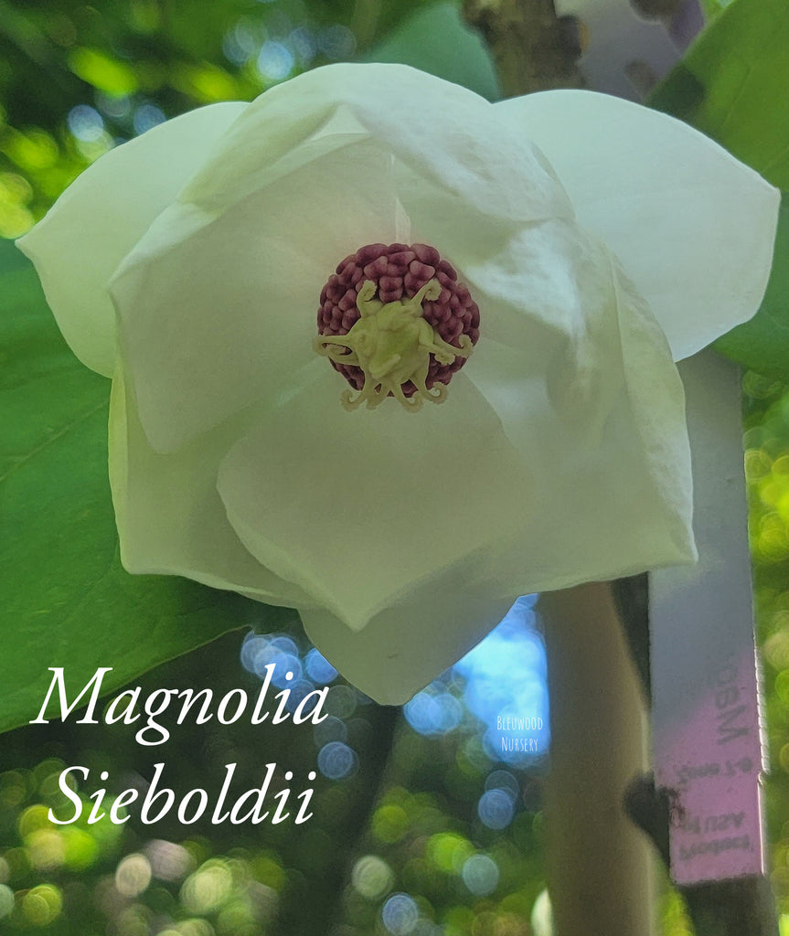 Magnolia Sieboldii 'Colossus' – Bleuwood Nursery