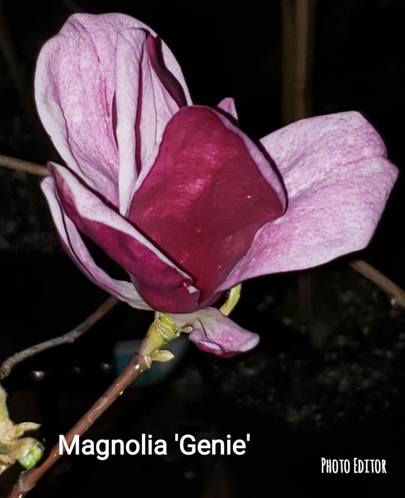 Magnolia 'Genie' – Bleuwood Nursery