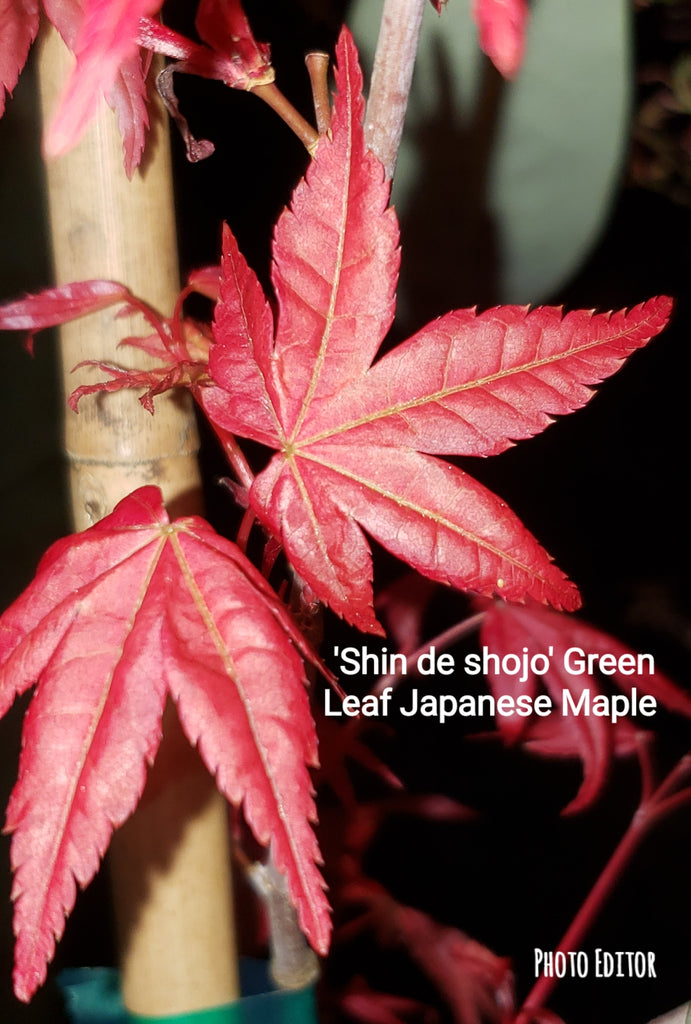 Acer Palmatum 'Shin de Shojo' Japanese Maples – Bleuwood Nursery