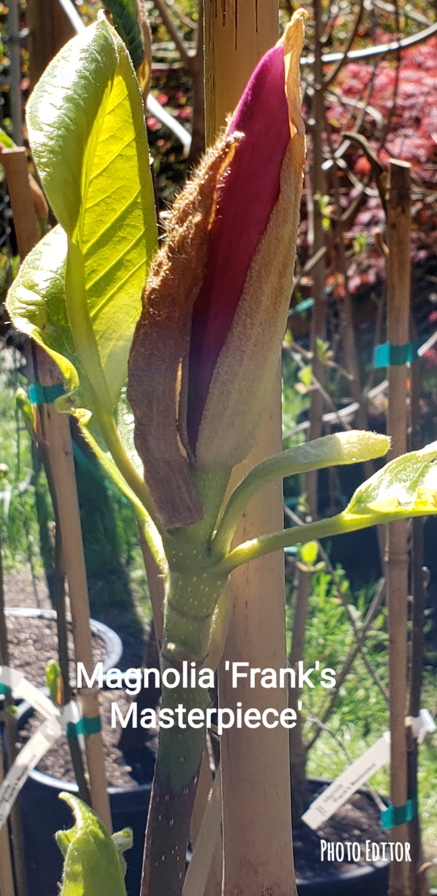 Magnolia 'Frank's Masterpiece' – Bleuwood Nursery