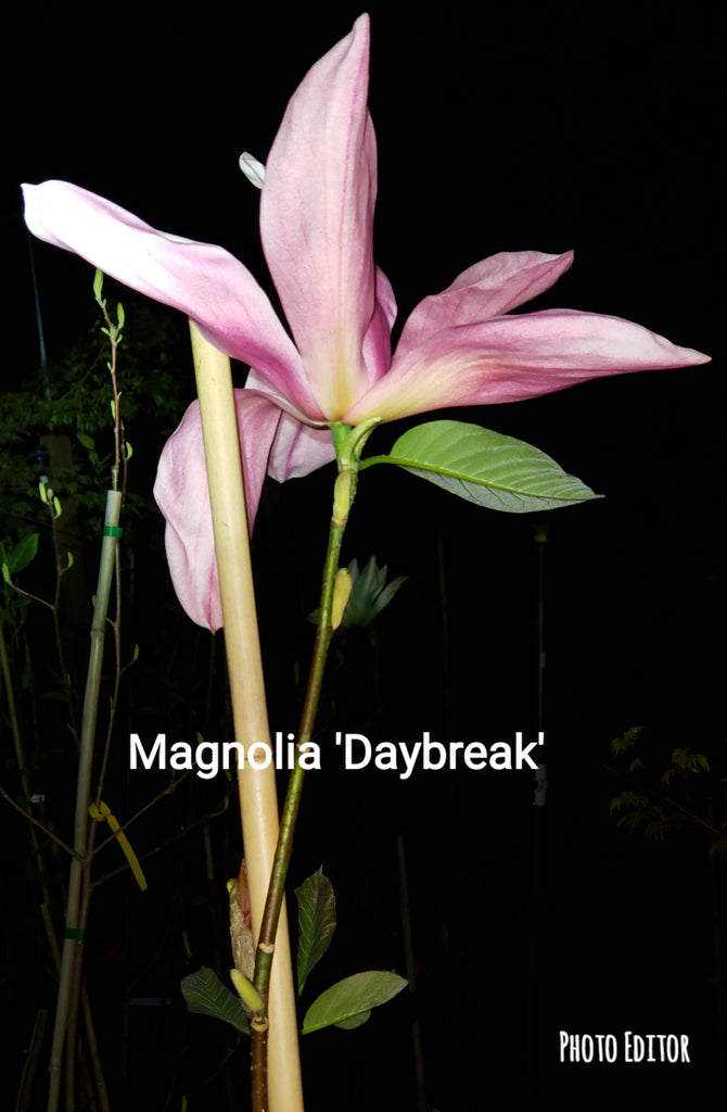 Magnolia 'Daybreak' – Bleuwood Nursery