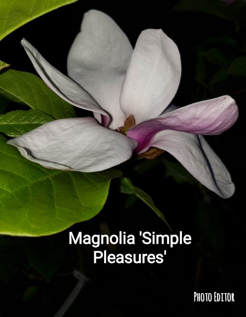 Magnolia 'Simple Pleasures' – Bleuwood Nursery
