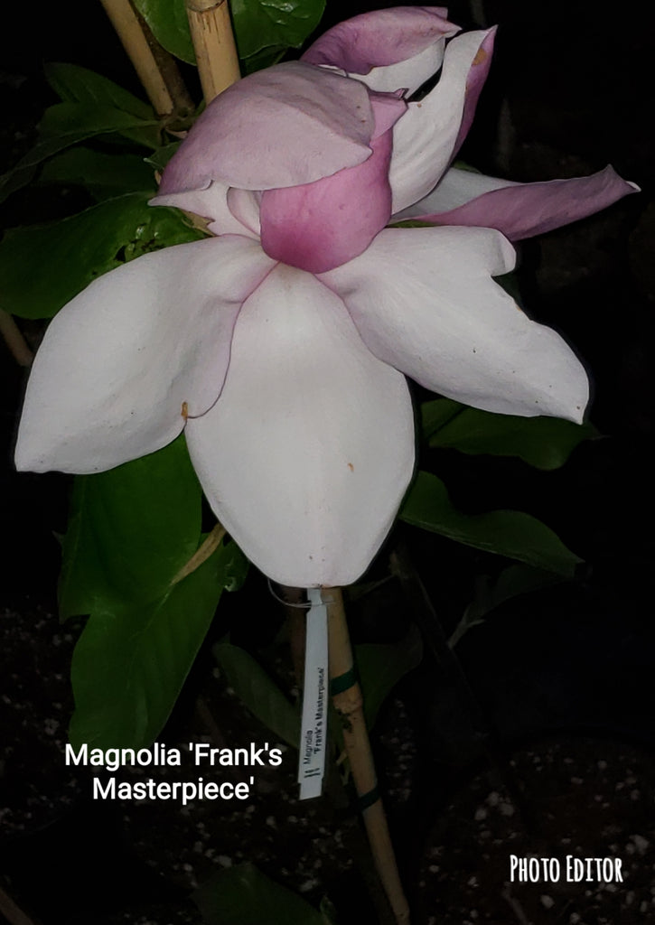 Magnolia 'Frank's Masterpiece' – Bleuwood Nursery