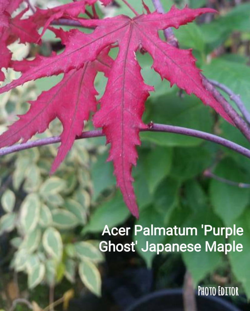 Acer Palmatum 'Purple Ghost' Japanese Maples – Bleuwood Nursery