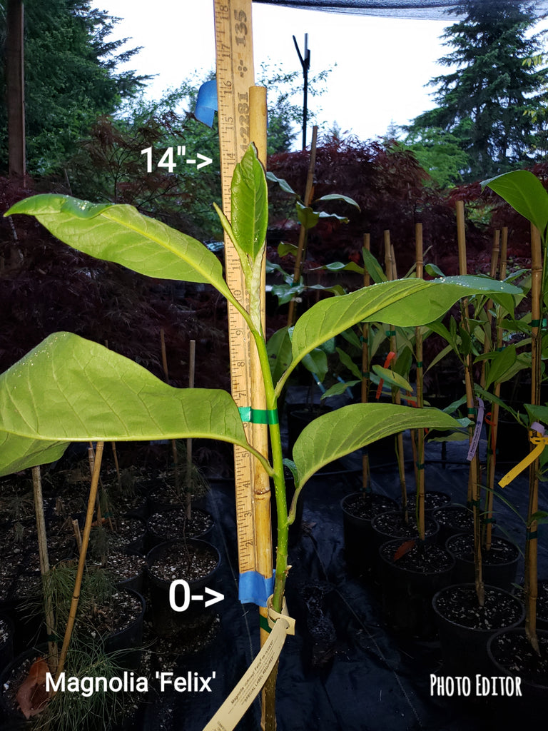 Magnolia 'Felix' – Bleuwood Nursery