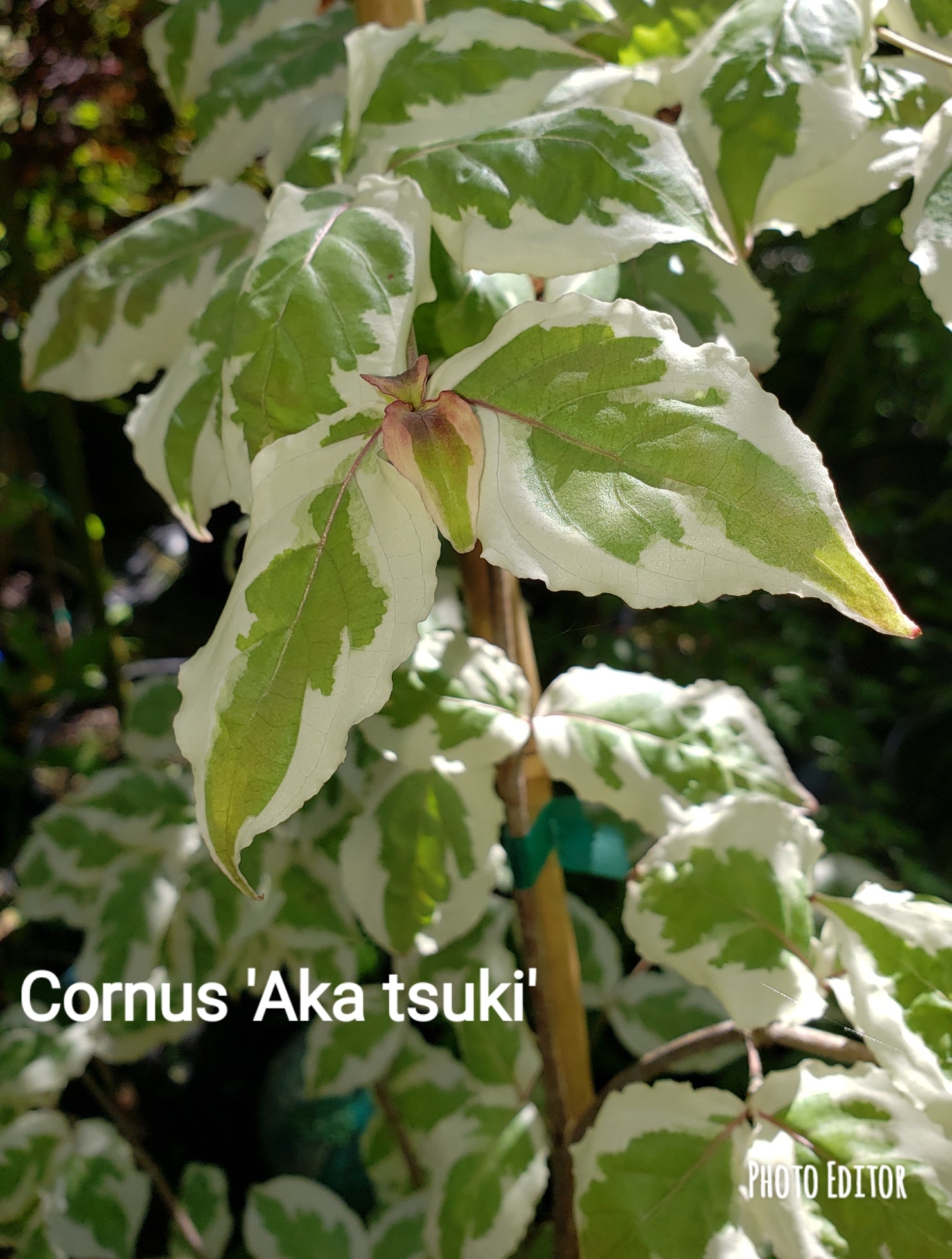 Cornus 'Aka tsuki' Dogwood – Bleuwood Nursery