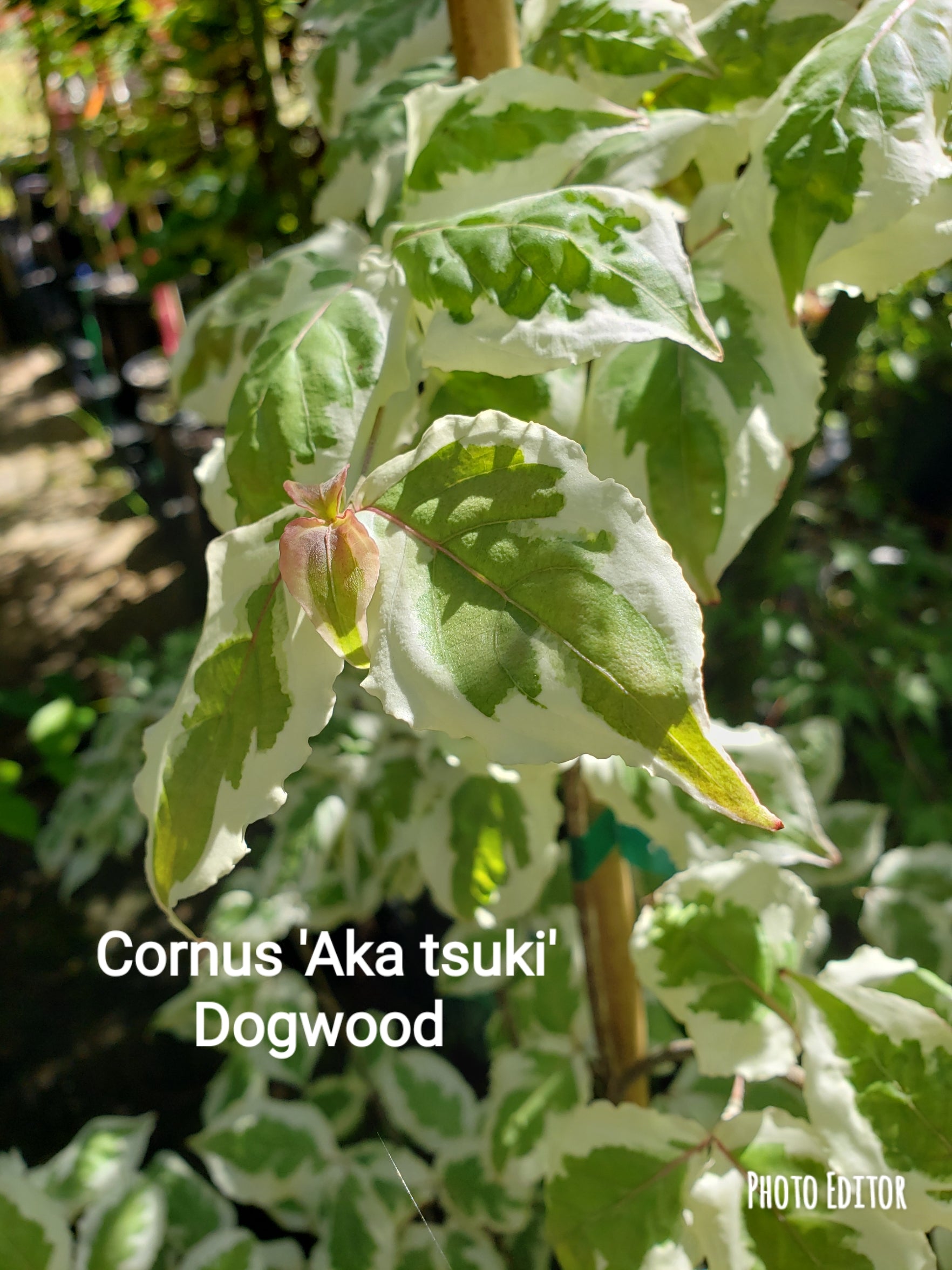 Cornus 'Aka tsuki' Dogwood – Bleuwood Nursery