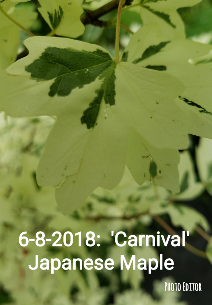 Acer campestre 'Carnival' Japanese Maples – Bleuwood Nursery