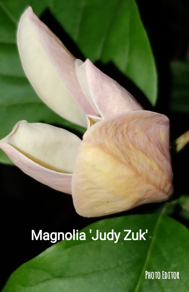 Magnolia 'Judy Zuk' – Bleuwood Nursery
