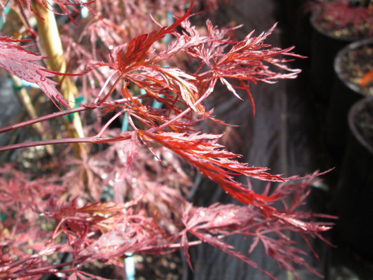 Acer Palmatum 'Red Dragon' Japanese Maples – Bleuwood Nursery