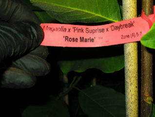 Magnolia 'Rose Marie' – Bleuwood Nursery