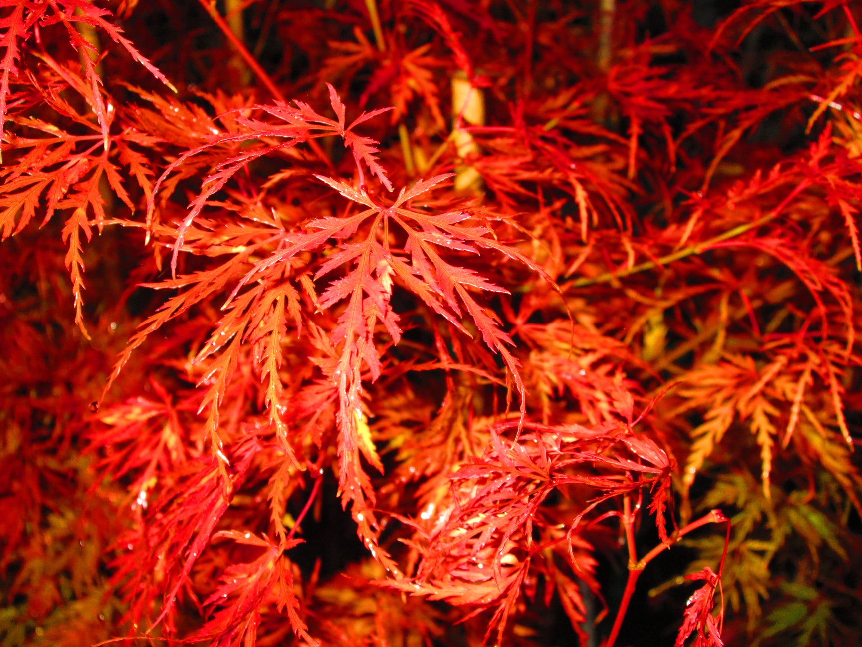 Acer Palmatum 'Seiryu' Japanese Maples – Bleuwood Nursery