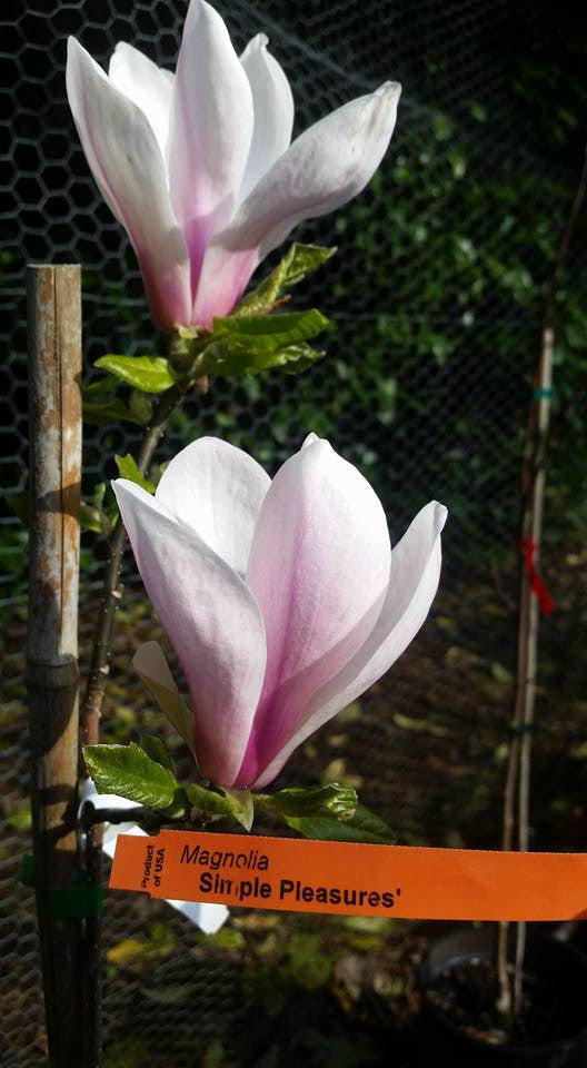 Magnolia 'Simple Pleasures' – Bleuwood Nursery