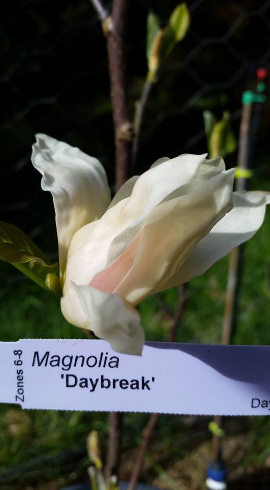 Magnolia 'Daybreak' – Bleuwood Nursery